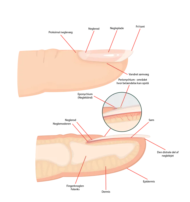 De anatomie van de nagel ontleden: de structuur van de nagel begrijpen