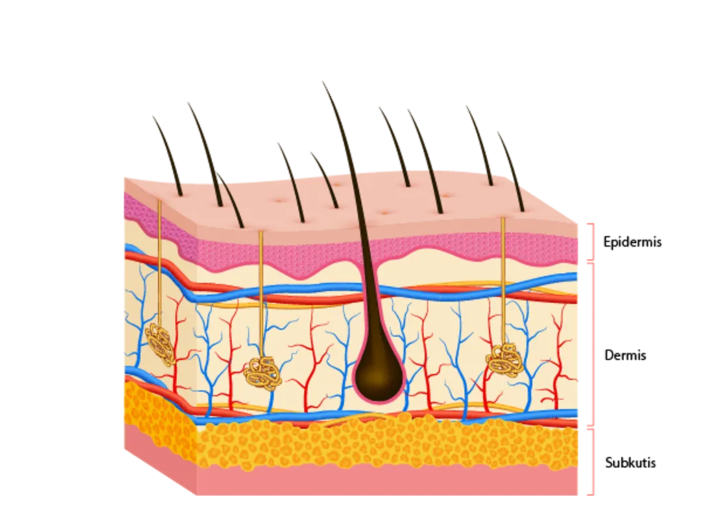 Inzicht in de structuur van de huid: een diepgaande gids