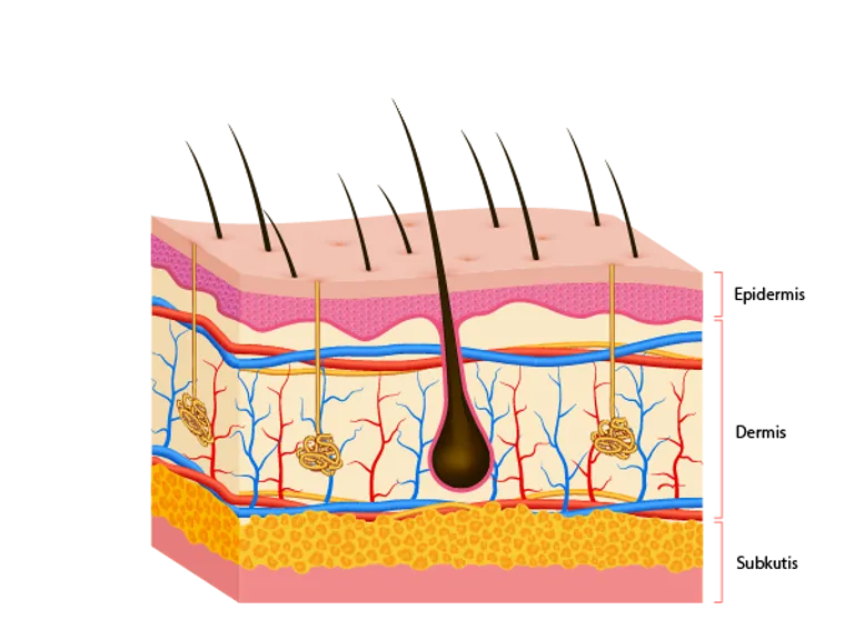 Inzicht in de structuur van de huid: een diepgaande gids
