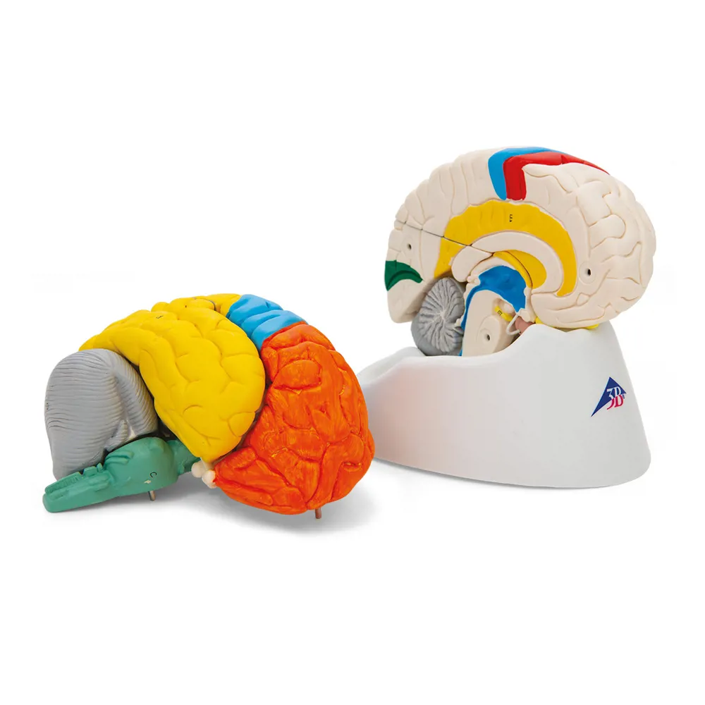Hjerne, Neuro-anatomisk, 8 dele - Organ Modeller - Frederiksen Scientific