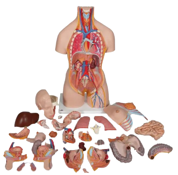 Torso til anatomi - Køb udstyr til biologi online