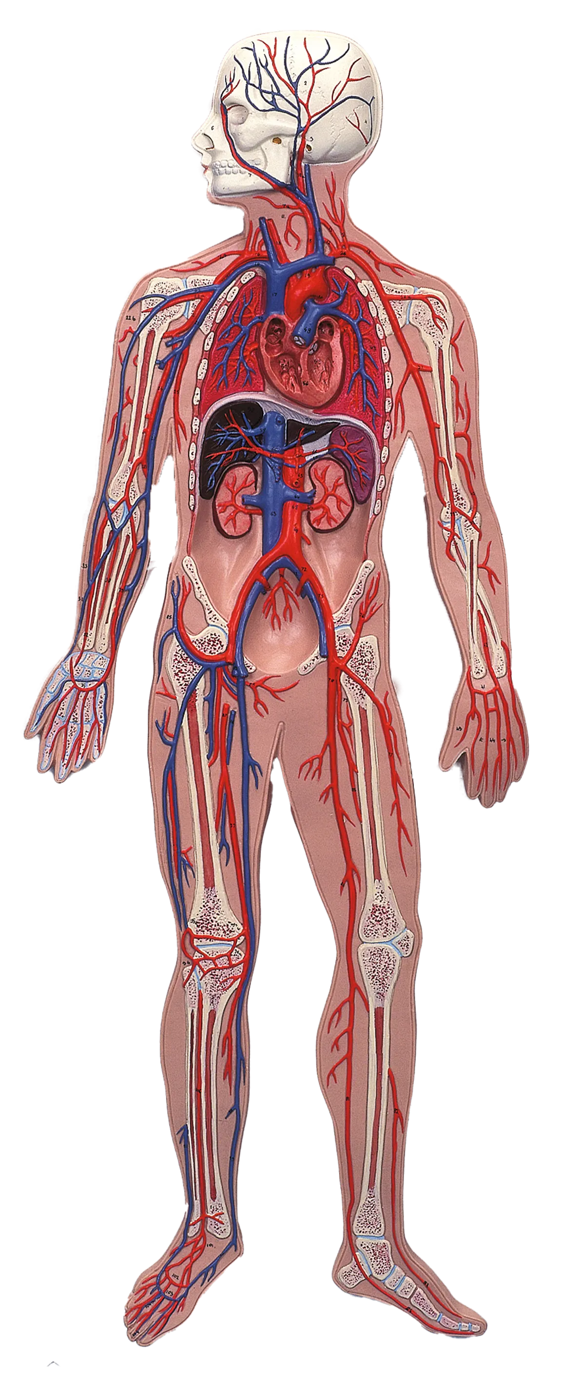 Diverse anatomische modellen | Koop hier online