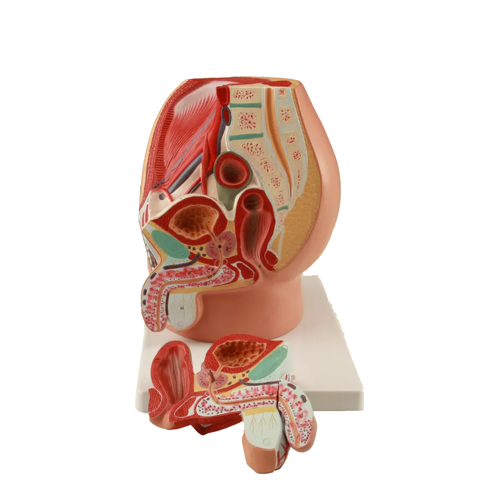 Mannlig genitalmodell - Detaljerte organmodeller - Frederiksen Scientific