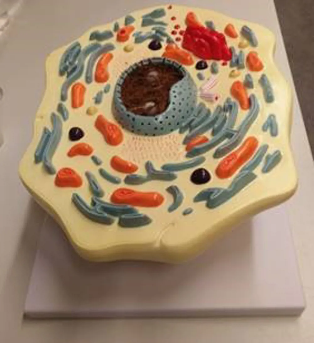 Dyrecelle, Standard - Celle & Zoologiske Modeller - Frederiksen Scientific