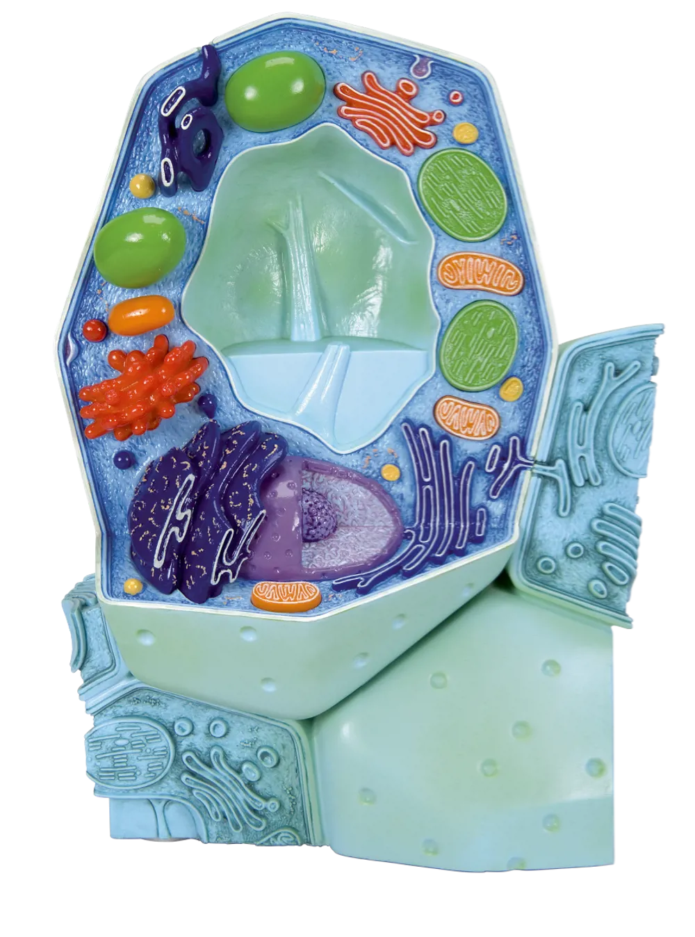 Kjøp Plantecelle - 3B: Består av to deler