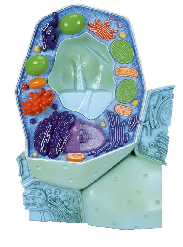 Dyrecelle, Standard - Celle & Zoologiske Modeller - Frederiksen Scientific