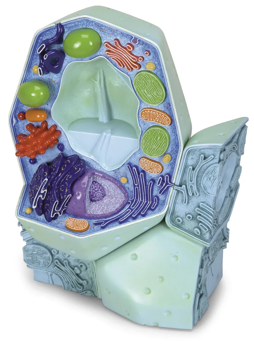 Køb Plantecelle - 3B: Består af to dele