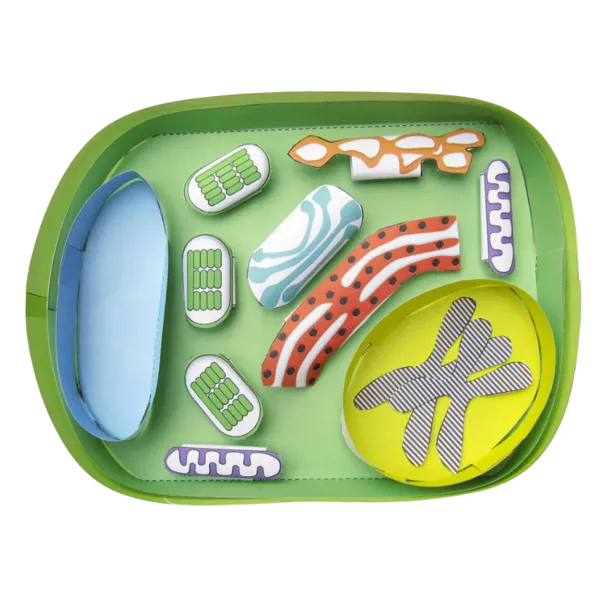 Dyrecelle, Standard - Celle & Zoologiske Modeller - Frederiksen Scientific