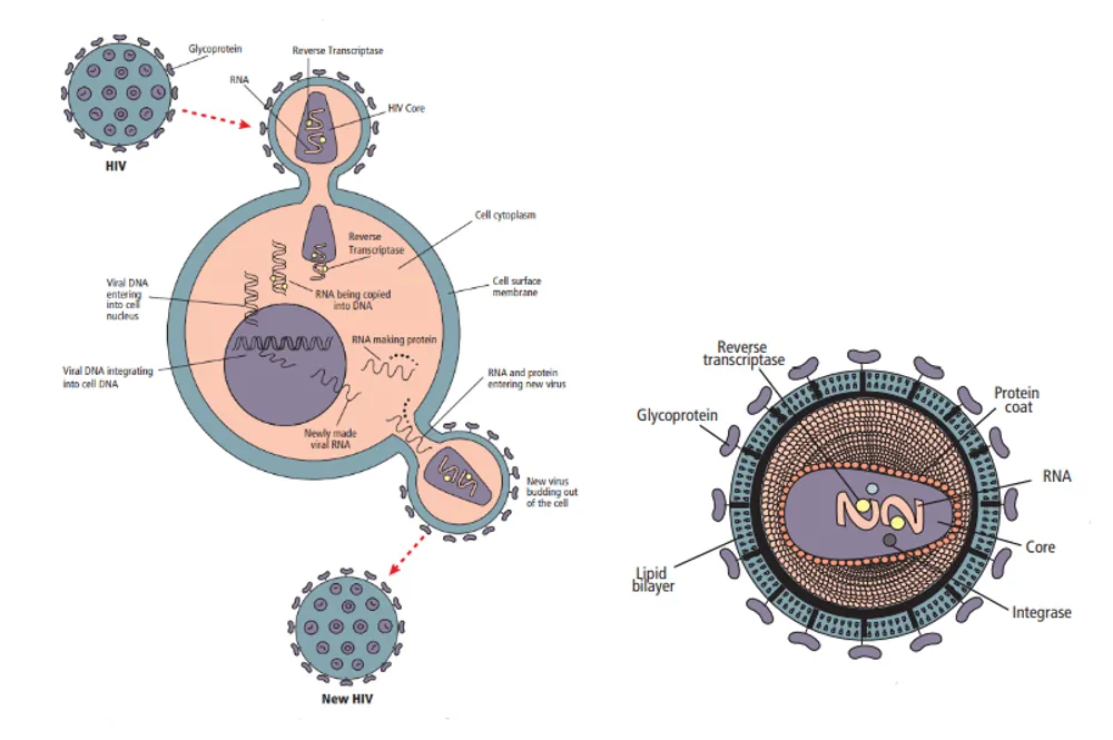 AIDS testset I - ELISA-methode