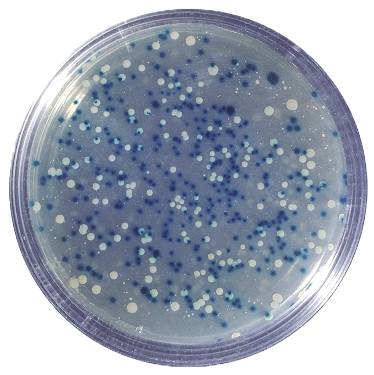 DNA-elektroforese for biologilaboratoriet - Frederiksen Scientific.