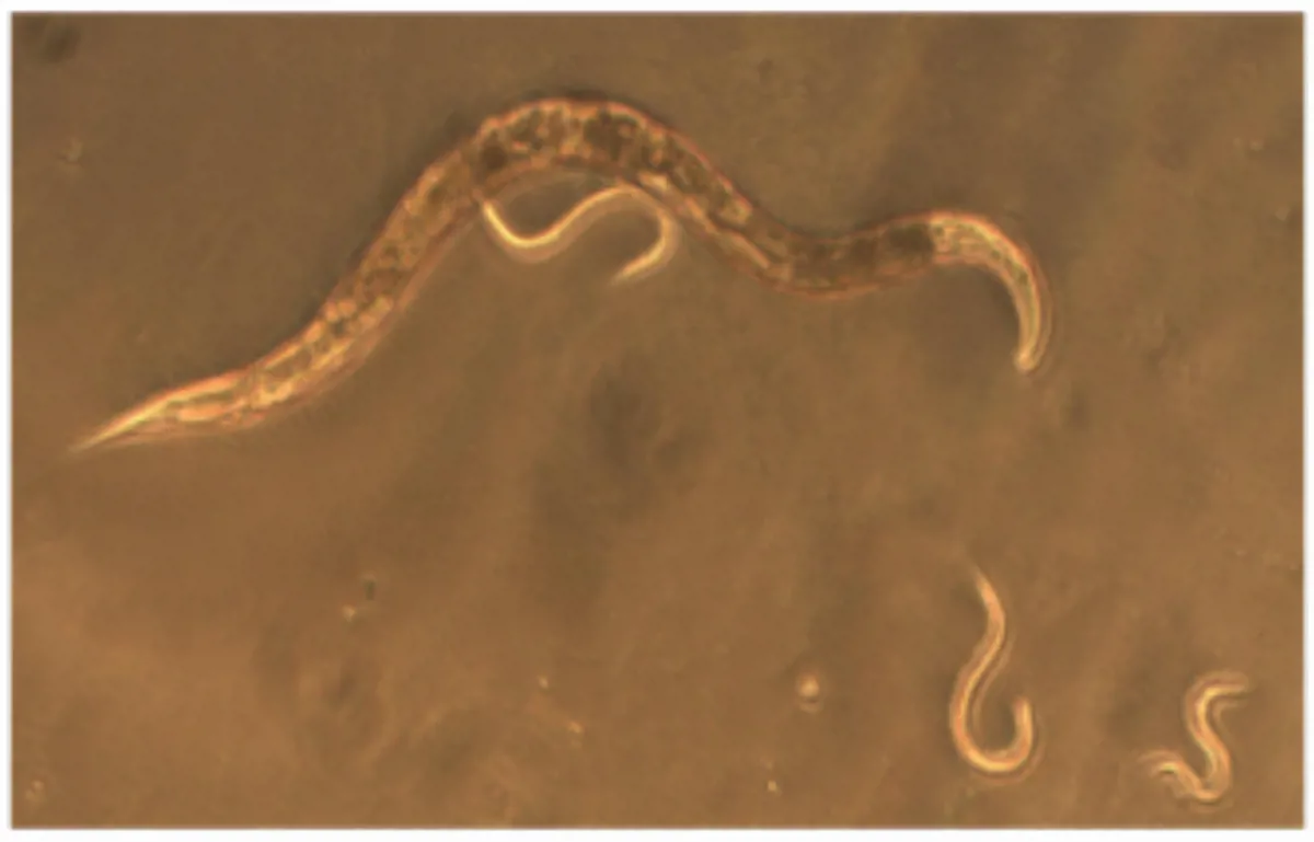 DNA-elektroforese for biologilaboratoriet - Frederiksen Scientific.