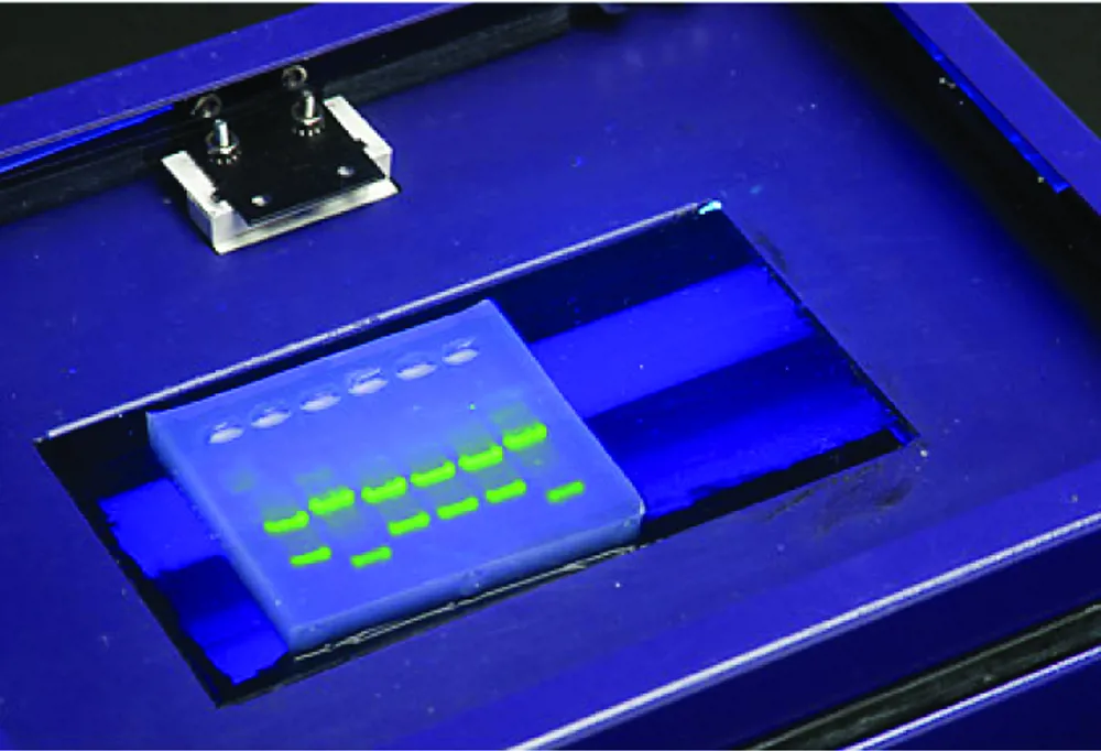 SYBR Safe DNA-farge - DNA-markører og elektroforesekjemikalier - Edvotek